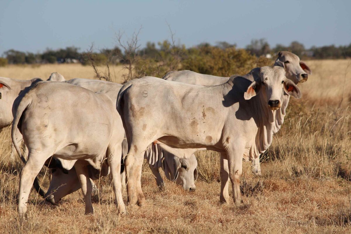 Spaying Cattle using Willis Dropped Ovary Procedure - AgForce Training